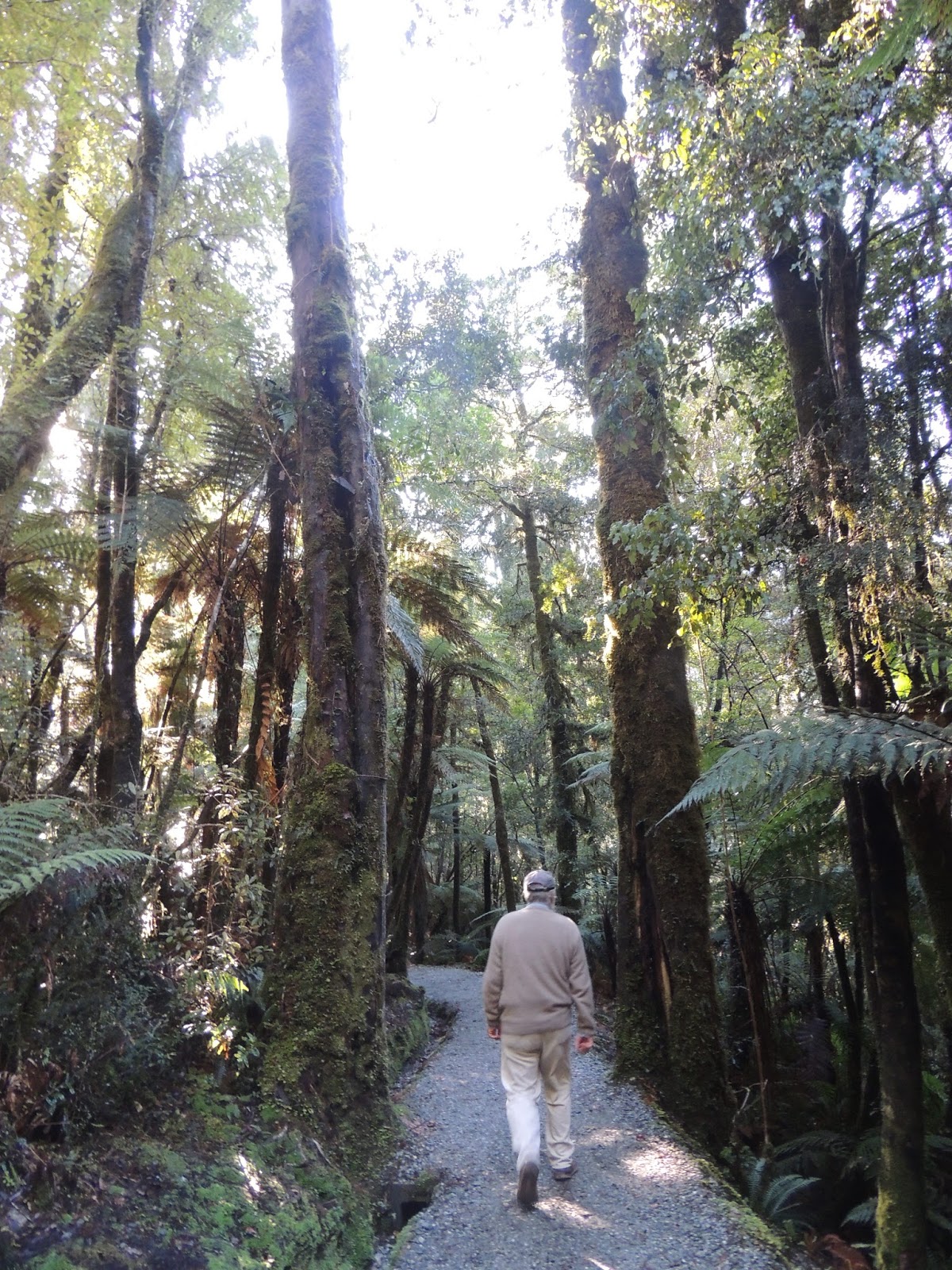 THE ROAD TAKEN : To Fox Glacier + Lake Matheson
