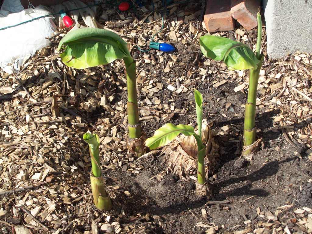 The Carolina Plant Blog: Musa Basjoo