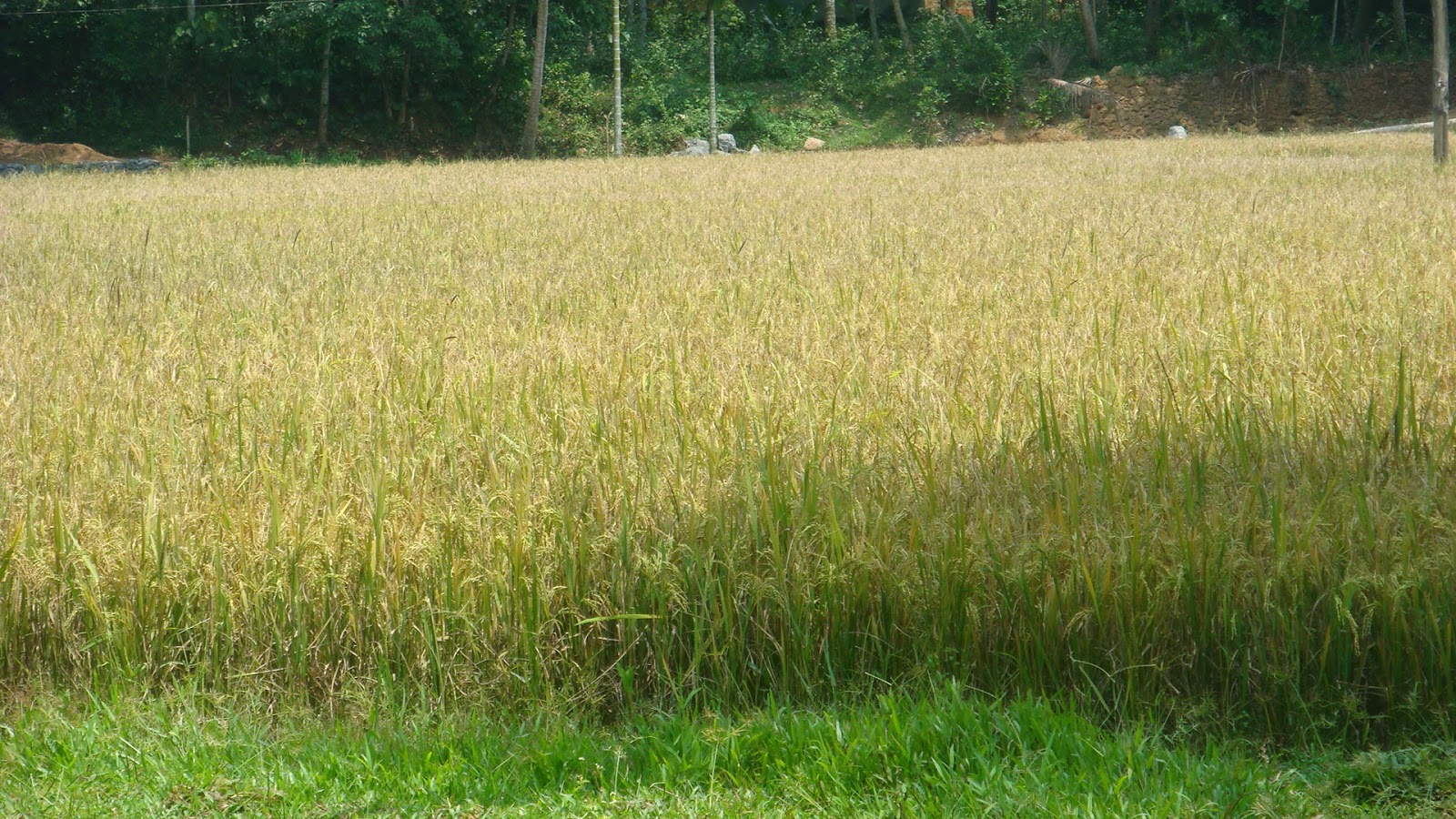 anilalathoor: Rice and Our Culture