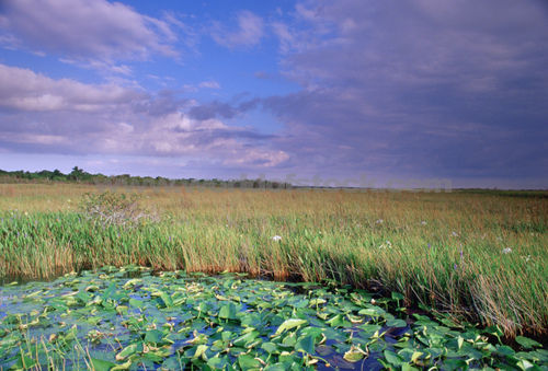 The Everglades | Colloquium