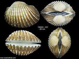 Mengenal Kerang Darah (Anadara granosa) - ANAK IKAN