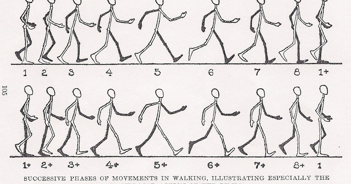 Animation Techniques: 2D WALK CYCLE