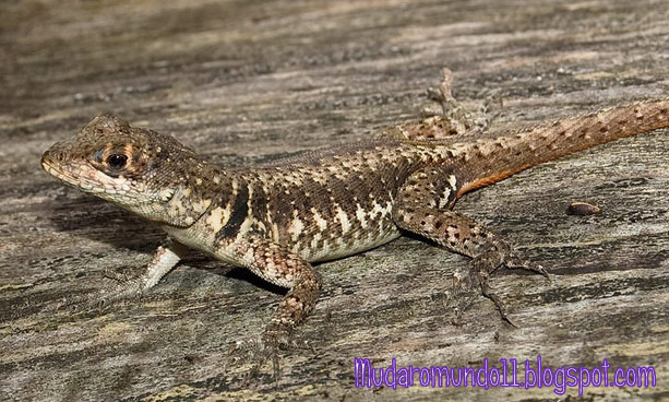 Mudar o Mundo: Conhecimento sobre calangos!