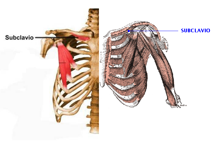 Sistema Muscular: Musculos del hombro