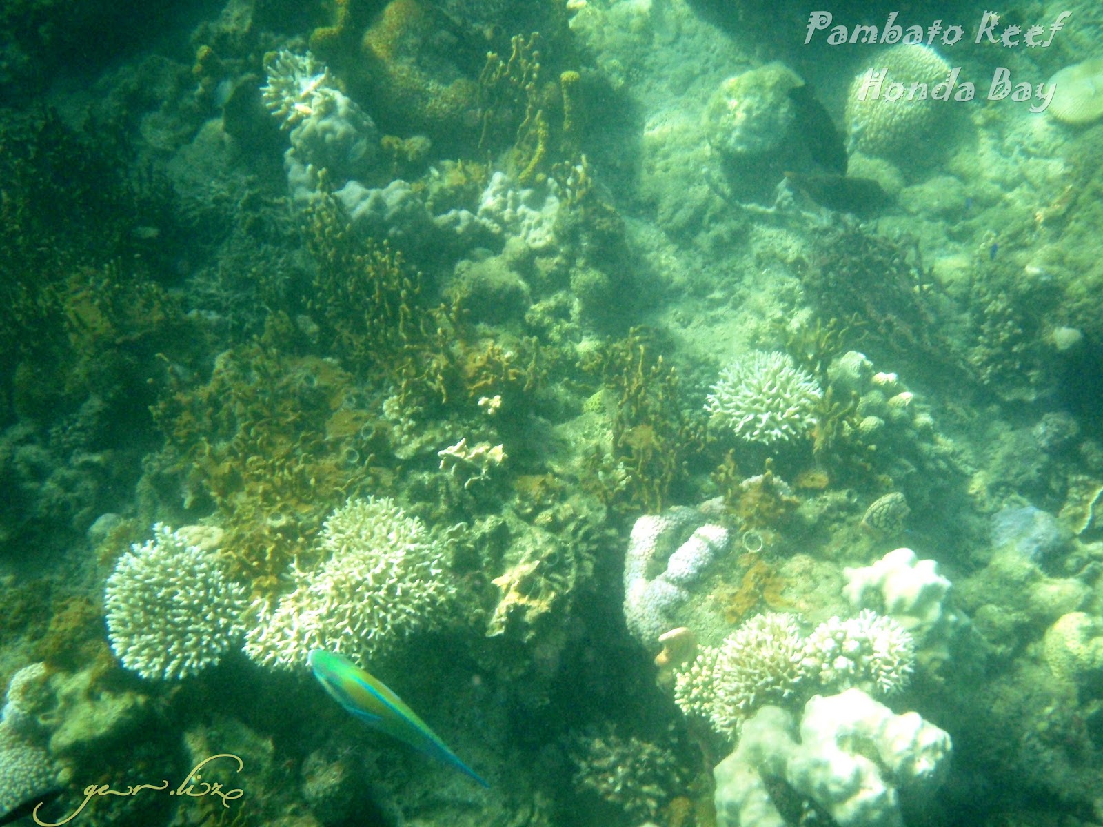 Honda Bay: Pambato Reef [Puerto Princesa 2013] | Trips... by Liz
