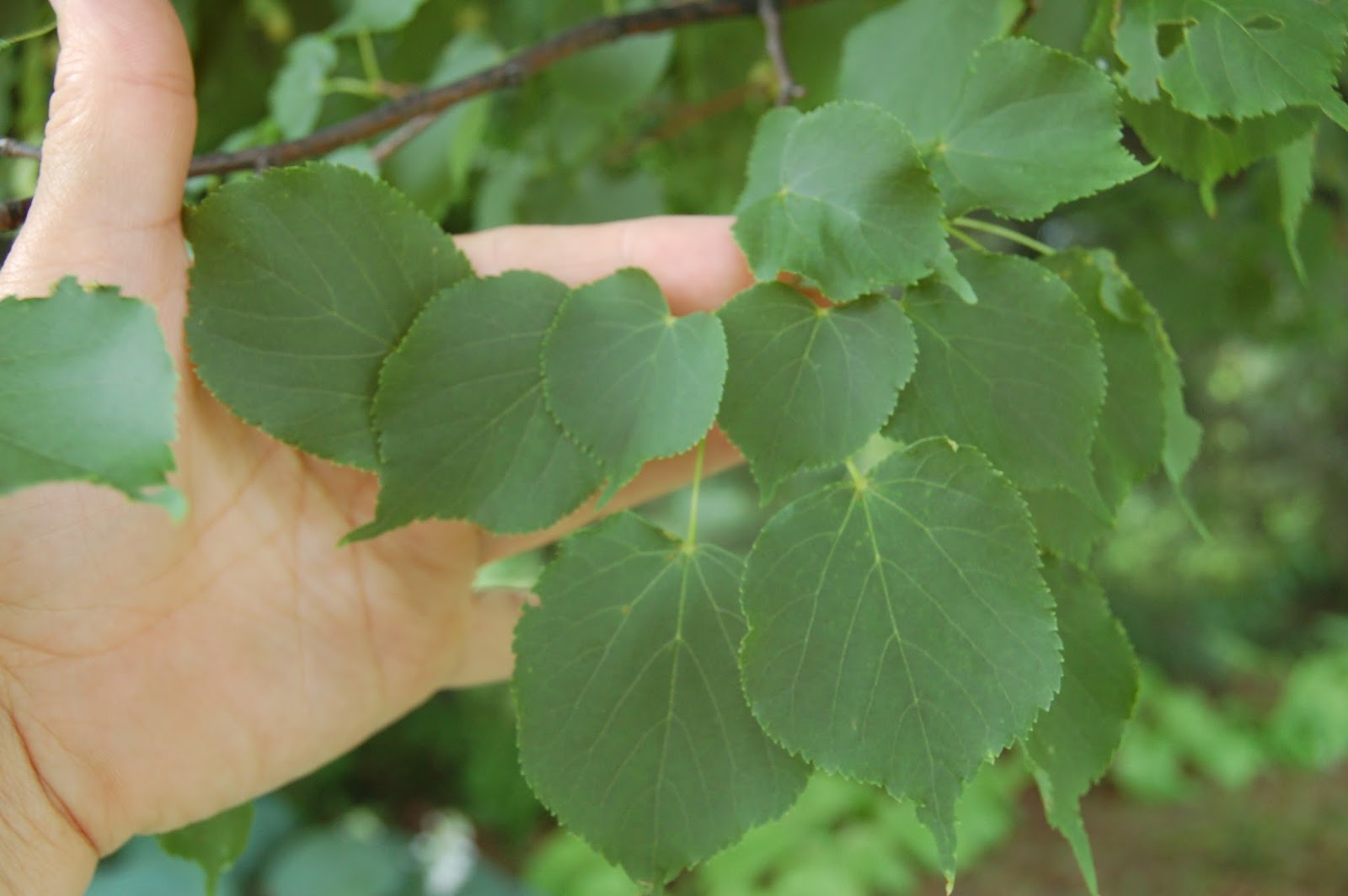 3 Jardins au Québec: Le tilleul, arbre extraordinaire