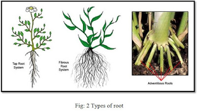 Root and Shoot Studies 1