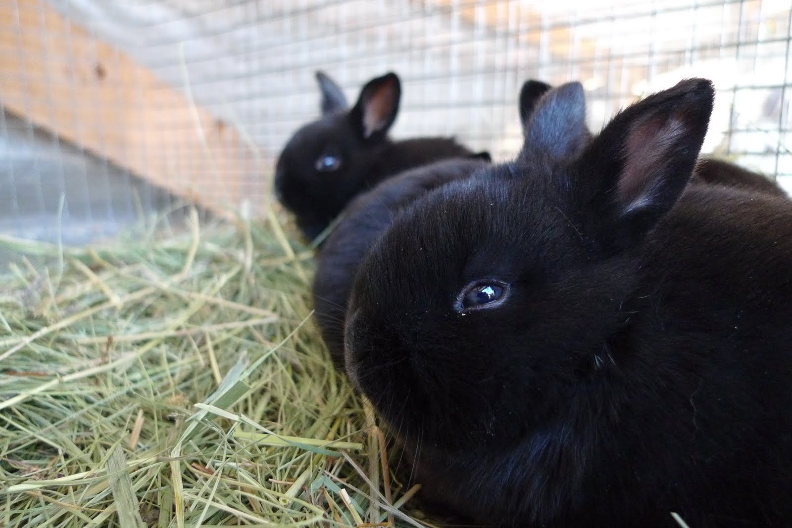 From the Rabbitry: The Continuing Saga of Eye Infections - Backwoods Mama