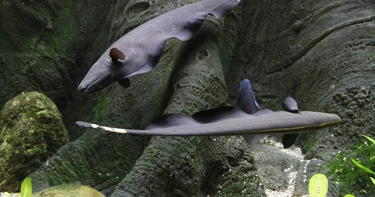 Trabajar en el zoo: Cuidados del pez cuchillo negro