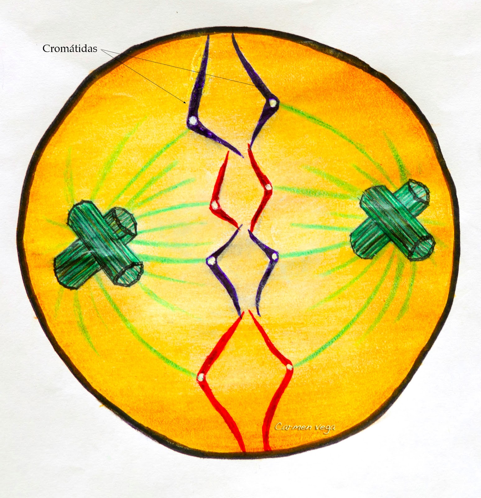 Departamento de Biología IES Laguna de Tollón: 2013