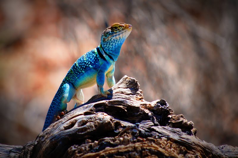 Dilettante in Fur: Arizona-Sonora Desert Museum Series - #3