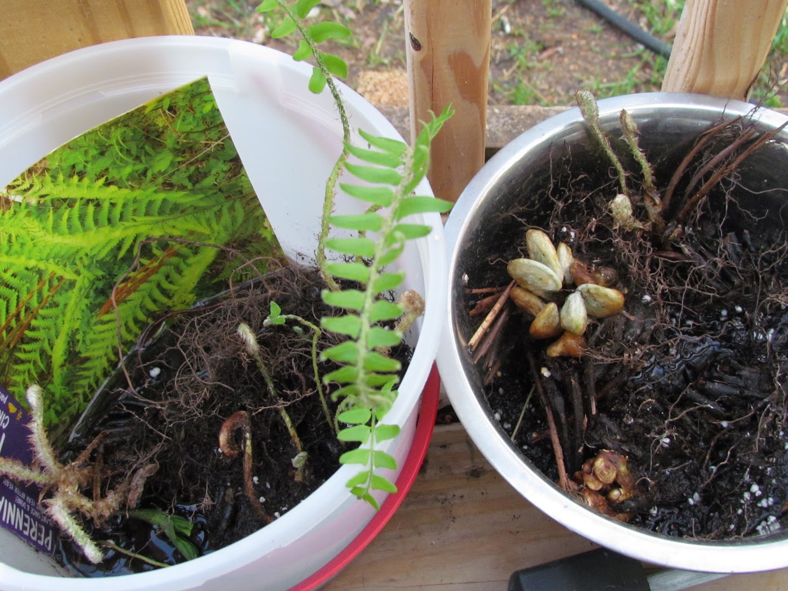 Melody Johnson: Seedling Progress