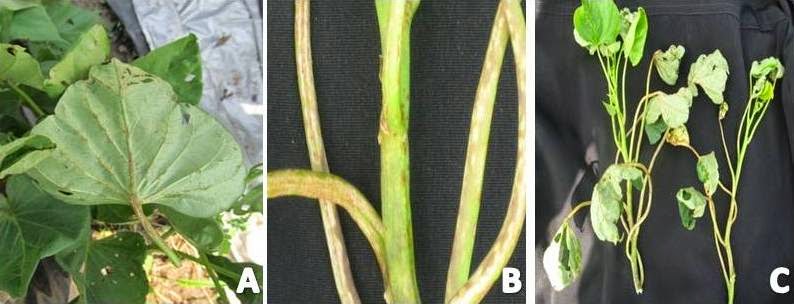 BKP3 KEDIRI: Pengendalian Terpadu Penyakit Kudis (Sphaceloma batatas ...
