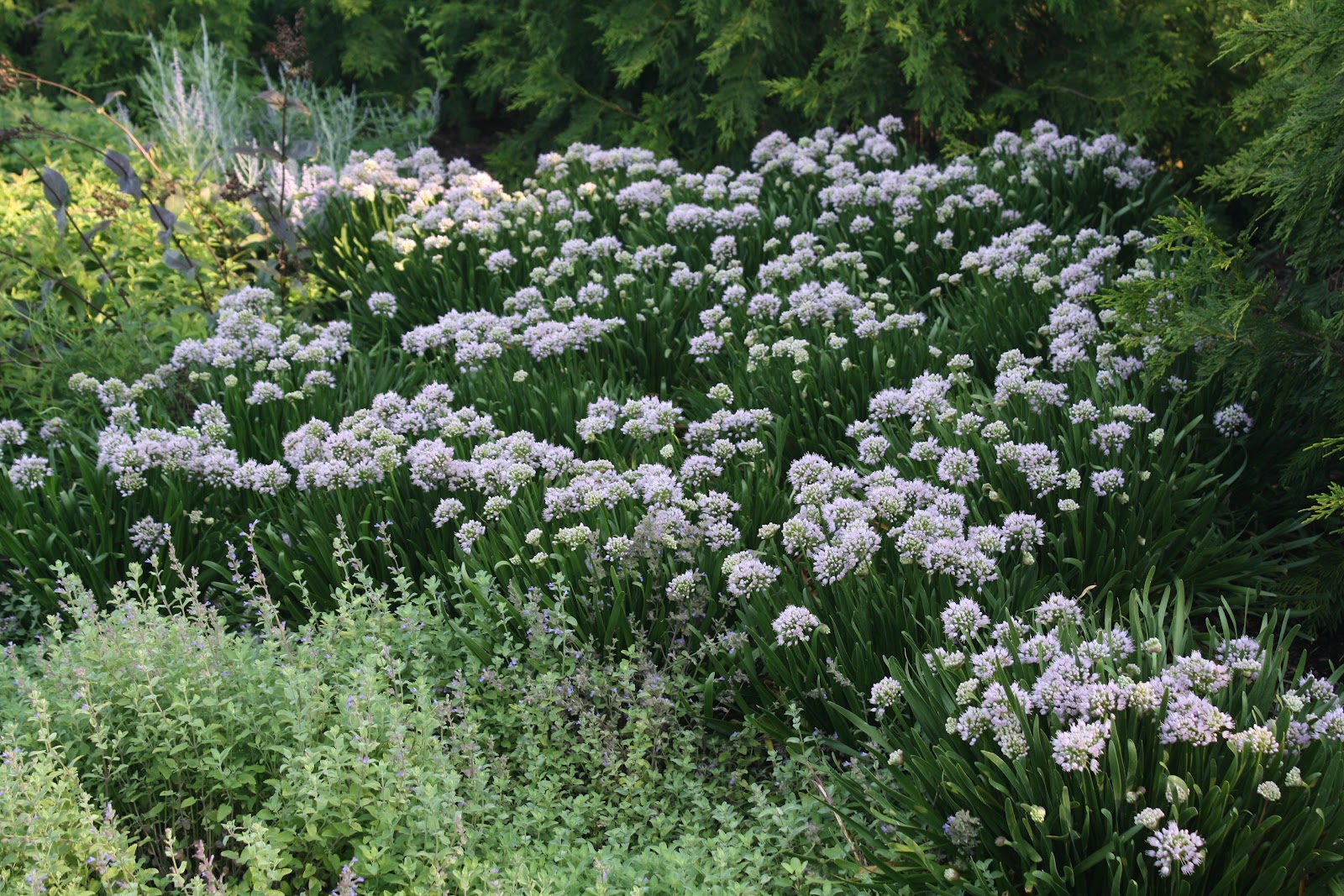 MIDWEST GROUNDCOVERS Display Gardens & Plant Trials: Sneek Peek at ...