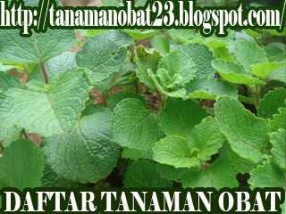 Manfaat Dan Khasiat Daun Jintan (Plectranthus amboinicus (L.) Spreng.)