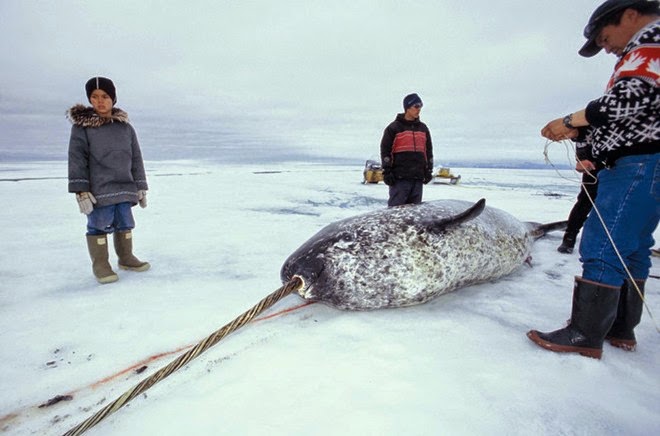 The narwhal hunt near Arctic ~ LOVE NATURE 24H