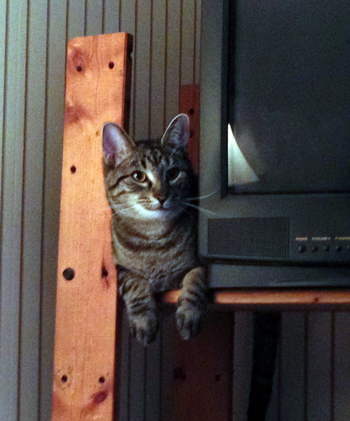 That's What I Was Going To Say: Celebrating the Birth of a Nix-Nootz