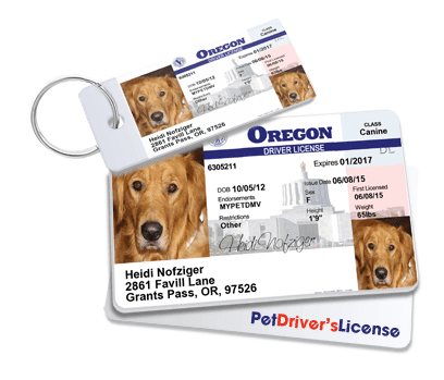 Petdriverslicense: Pet Driver’s License: Reasons to Get a Dog Driver’s ...