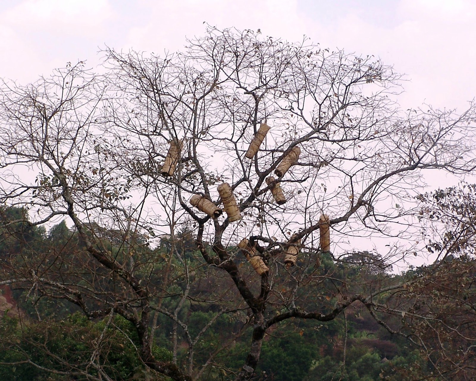 The Peace Bee Farmer: Traditional Beekeeping