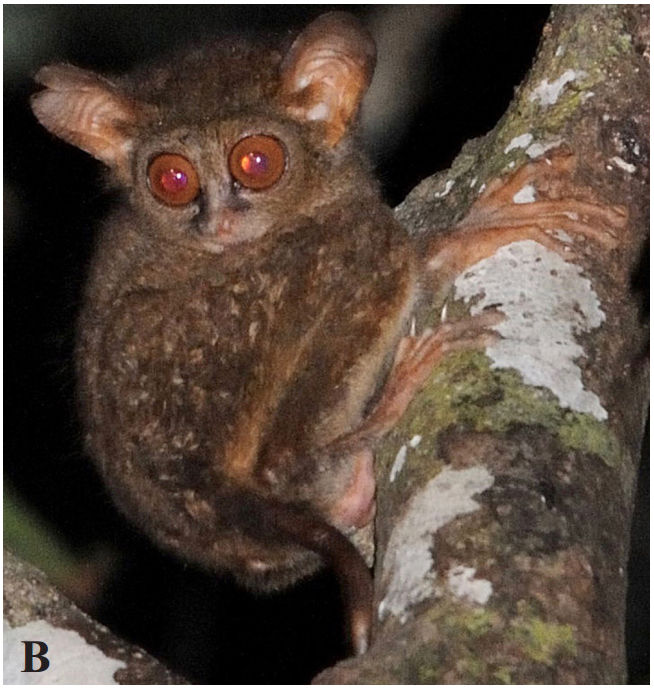 Spesies Baru: Dua Tarsius Baru Ditemukan di Semenanjung Sulawesi Utara ...