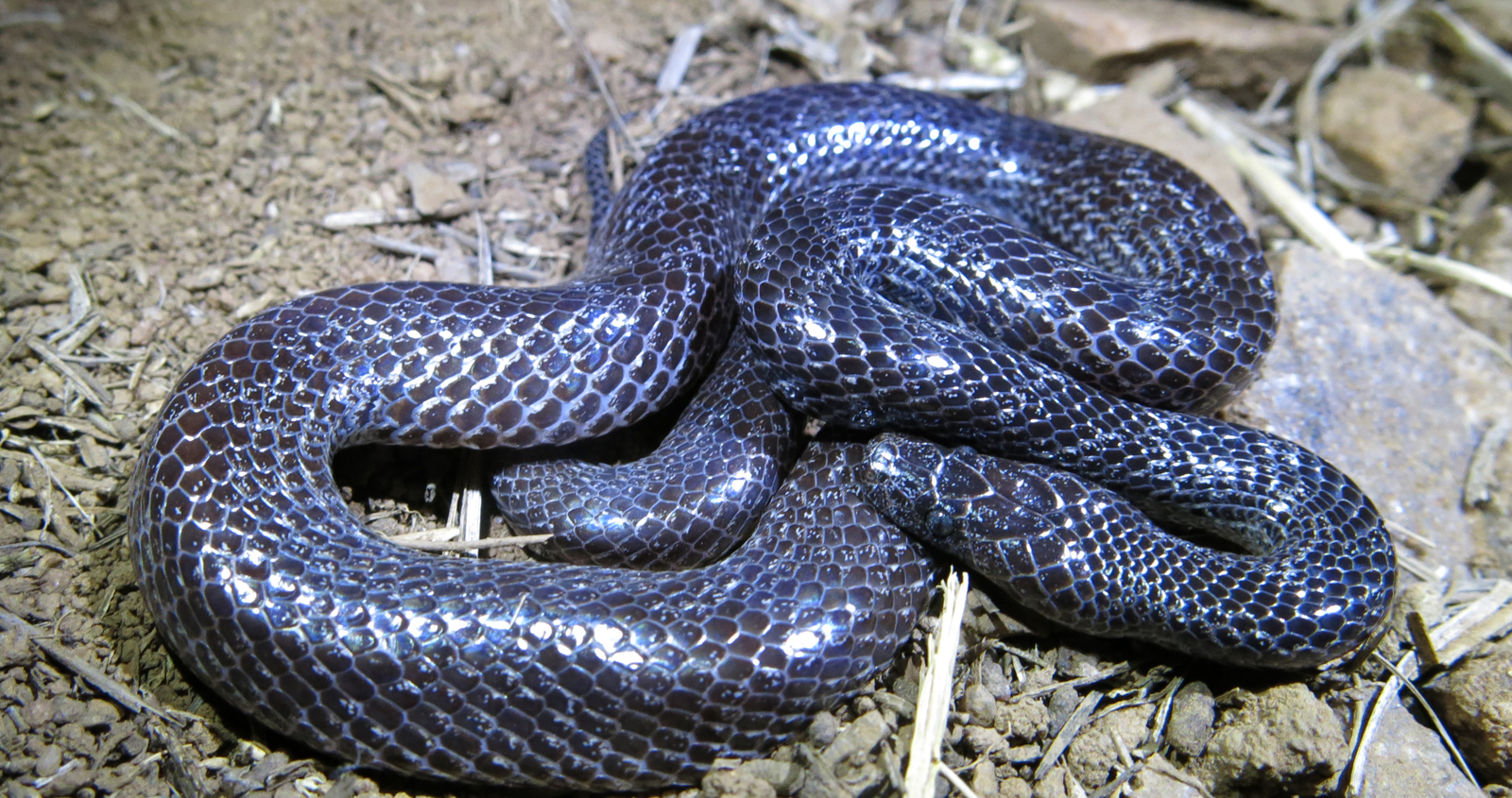 Soutpansberg Centre for Biodiversity and Conservation : Soutpansberg ...