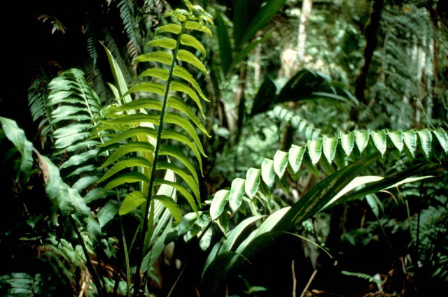 FAMILIA DE HELECHOS EN PUERTO RICO: WOODSIACEAE( ATHYRIACEAE) DIPLAZIUM
