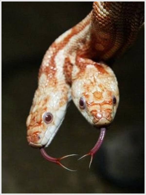 Snakes in the world: Rare 2 Headed Snakes