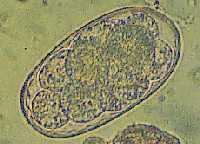 Strongyloides (Nematoda) - Mydokterhewan