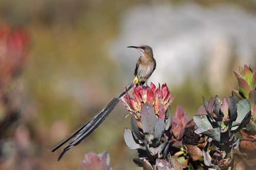 Stories from Blue Hill Escape: Classic Cape Sugarbirds