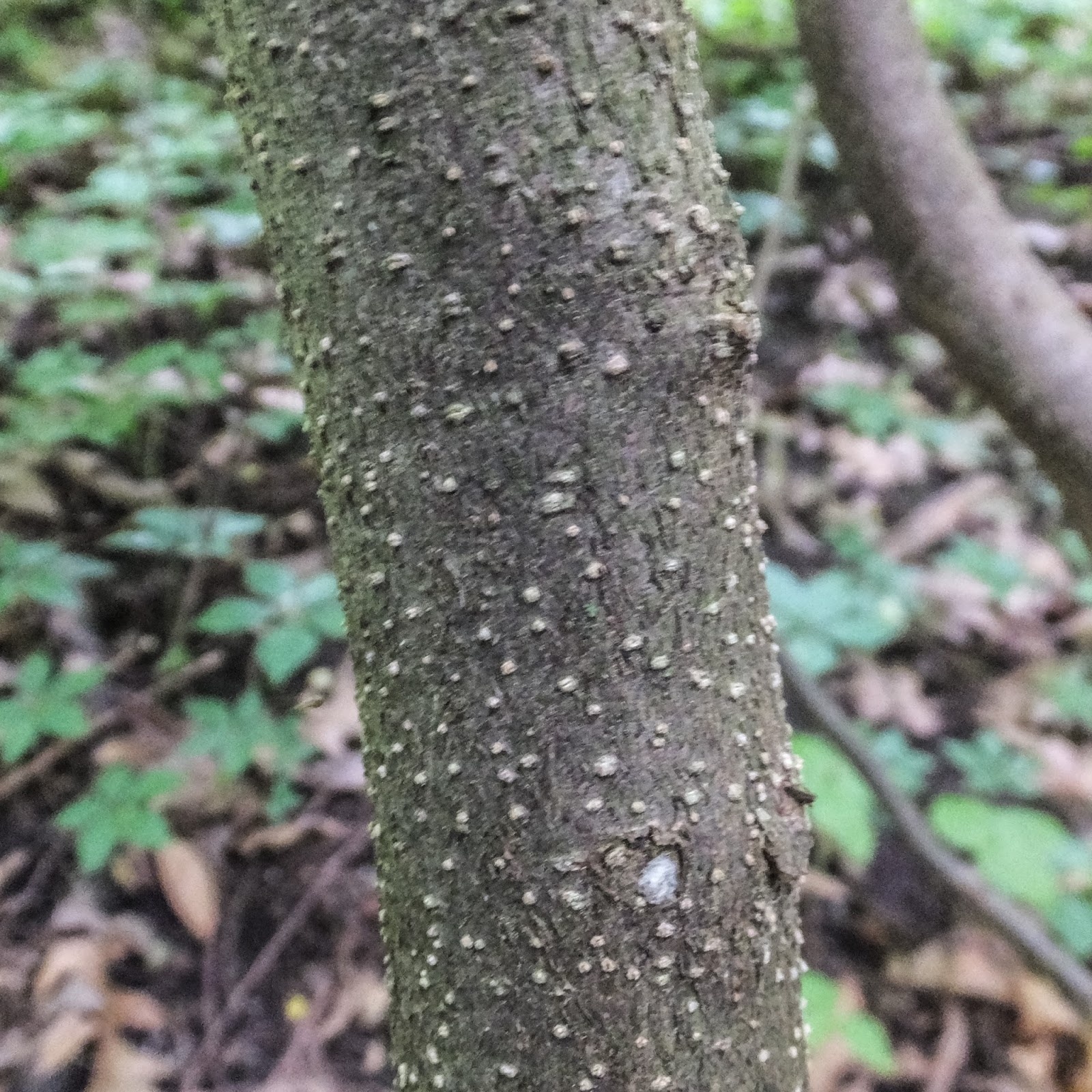 Confidence is Key: Nature Walk with Melanie Choukas-Bradley