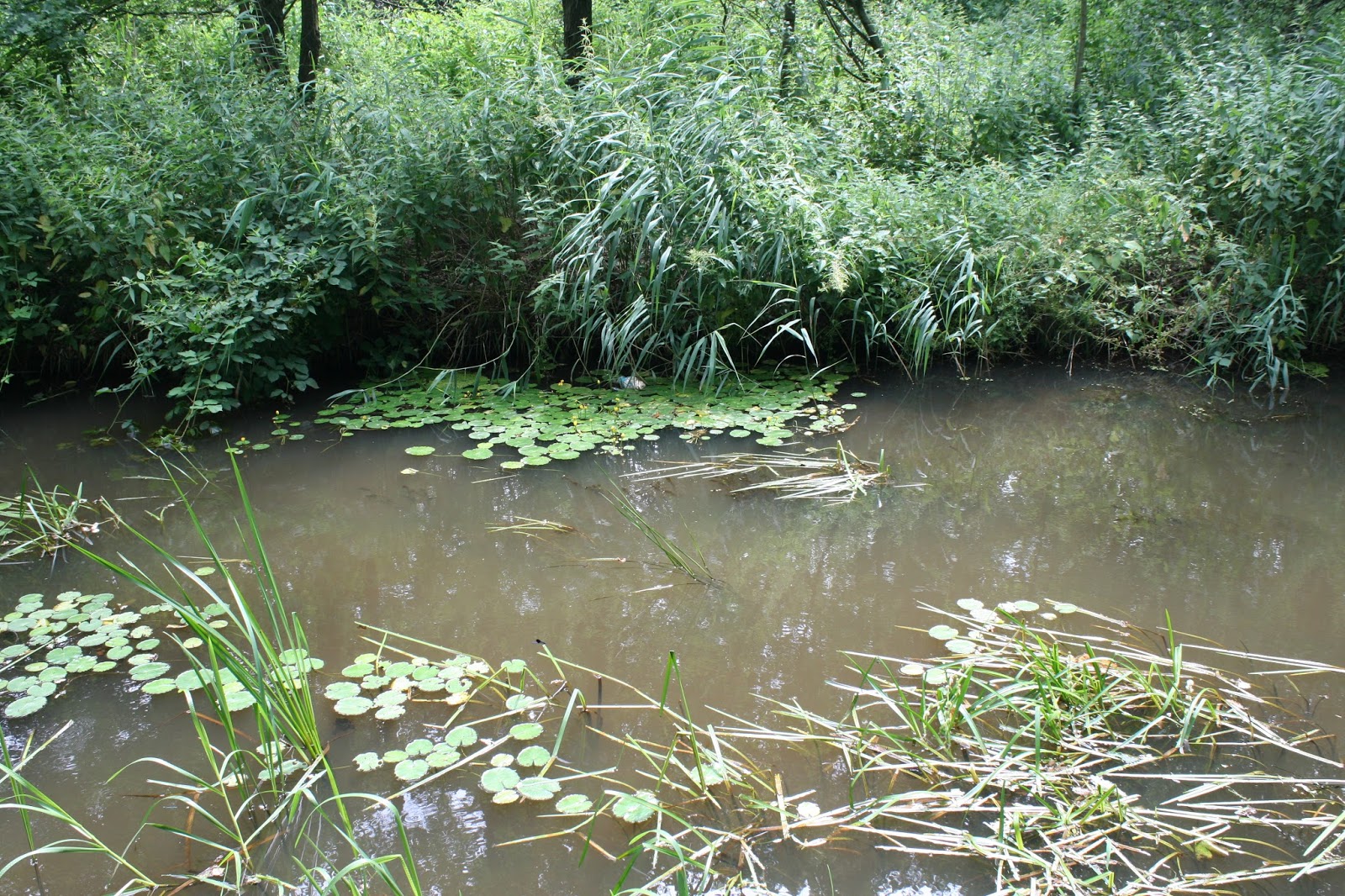 Natuurfotografie-Anita's-Art: Natuurvriendelijke oever
