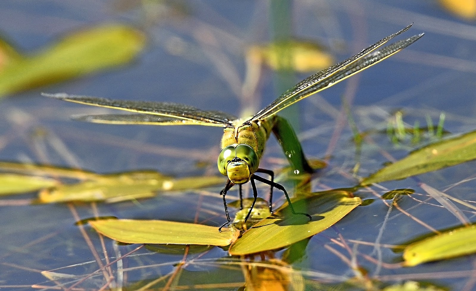 Alan James Photography : Cornish pond life