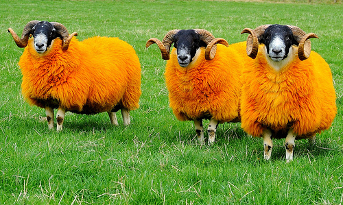 Canadonia: Scottish Class: Module One - Hummingbirds