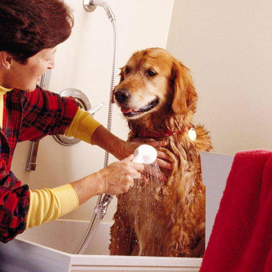 How To Groom Your Dog First Coastworld How To Groom Your Dog First Coastworld