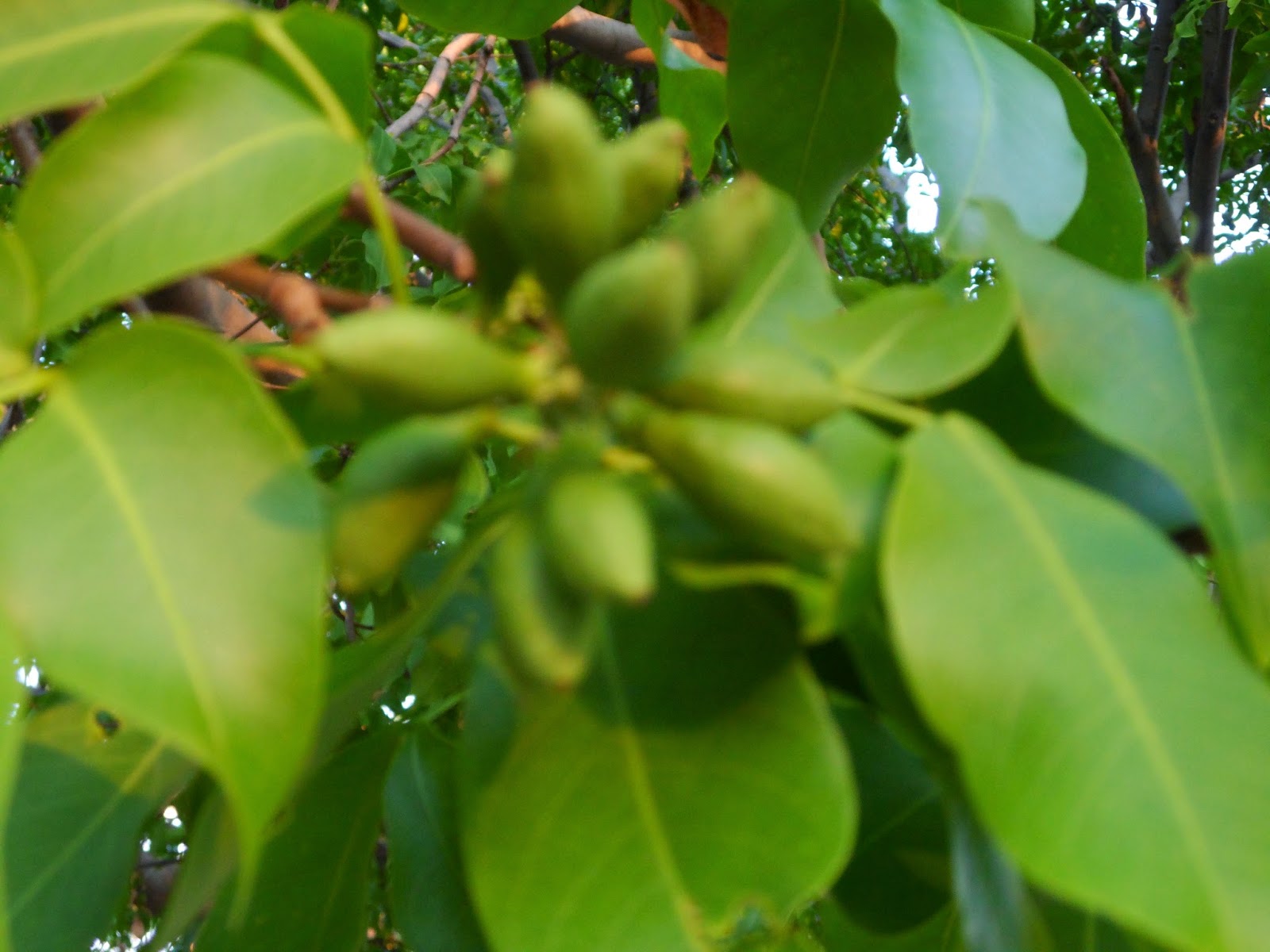 Ernesto Guerra: Árbol de mamón y su exquisito fruto, en Valledupar