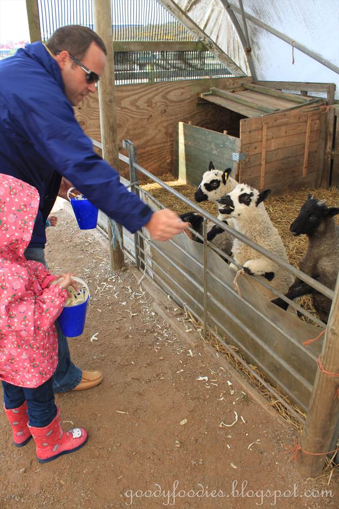 GoodyFoodies: Kids Fun: Doonies Farm, Aberdeen, Scotland