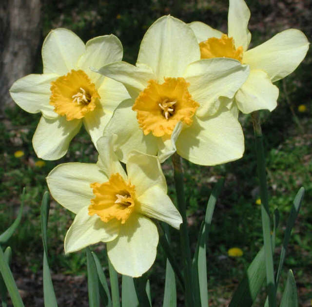 Flowers 101: Daffodil