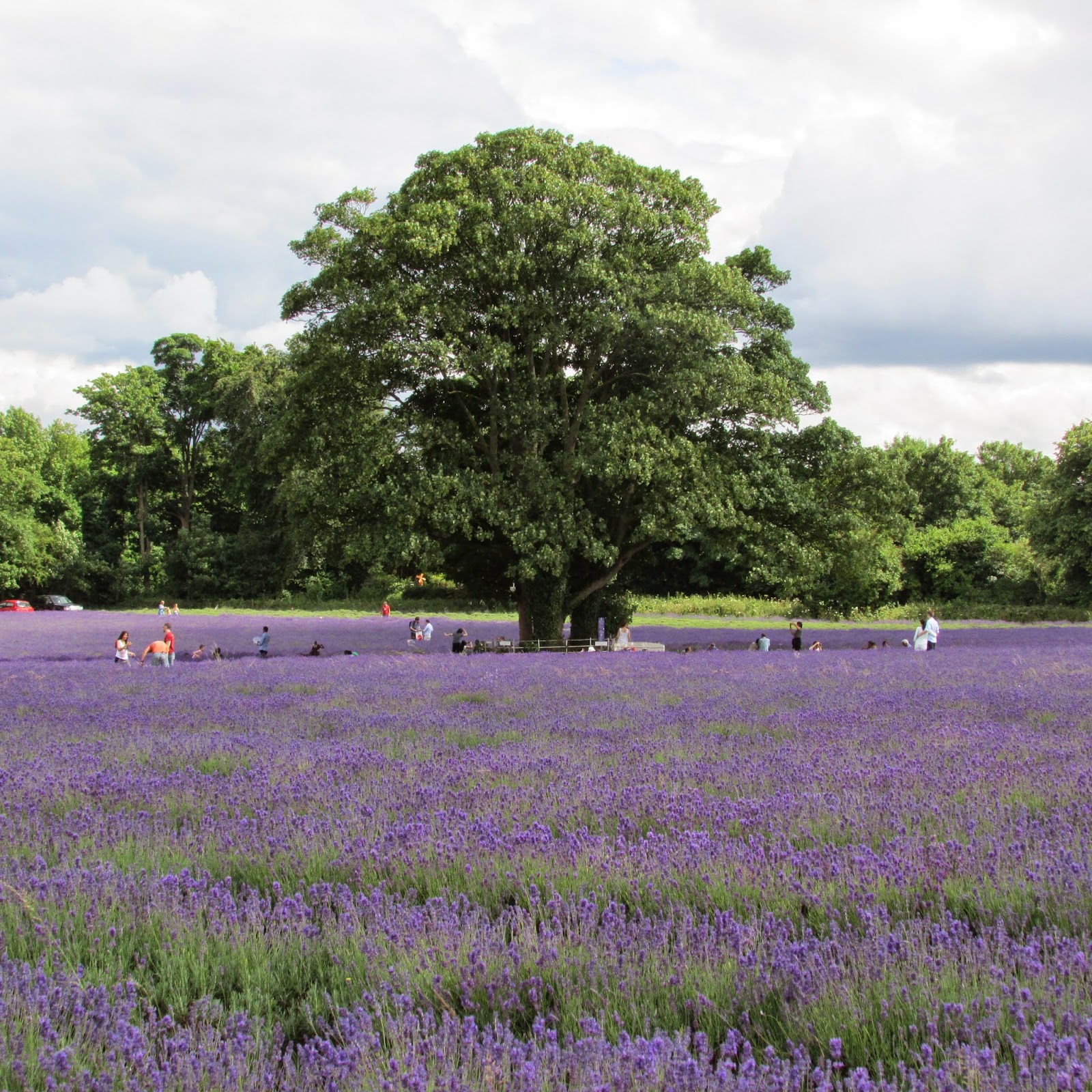 Mayfield Lavender Farm - London's Sea of Pretty Purple Farm That's Free ...