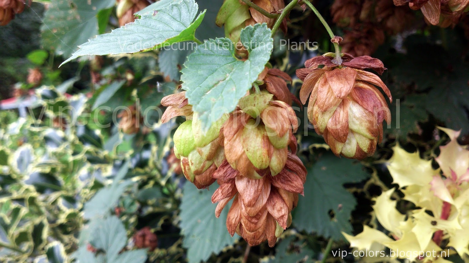 Vademecum Interesting Plants: Humulus lupulus - Chmiel zwyczajny - Hop