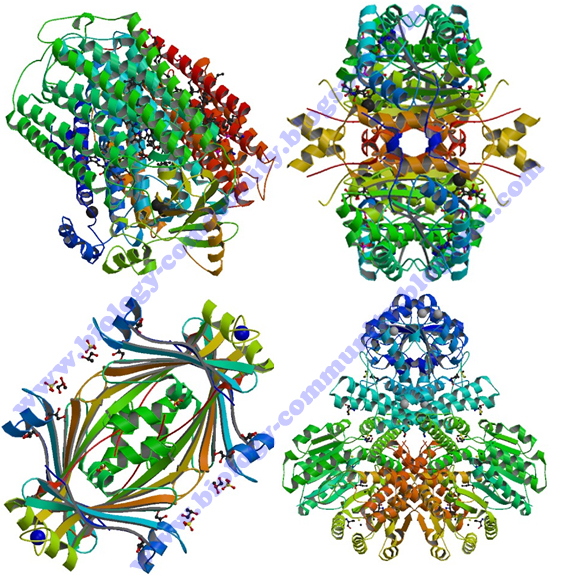 MAKALAH BIOKIMIA : PROTEIN | SHARE D' MOMENT