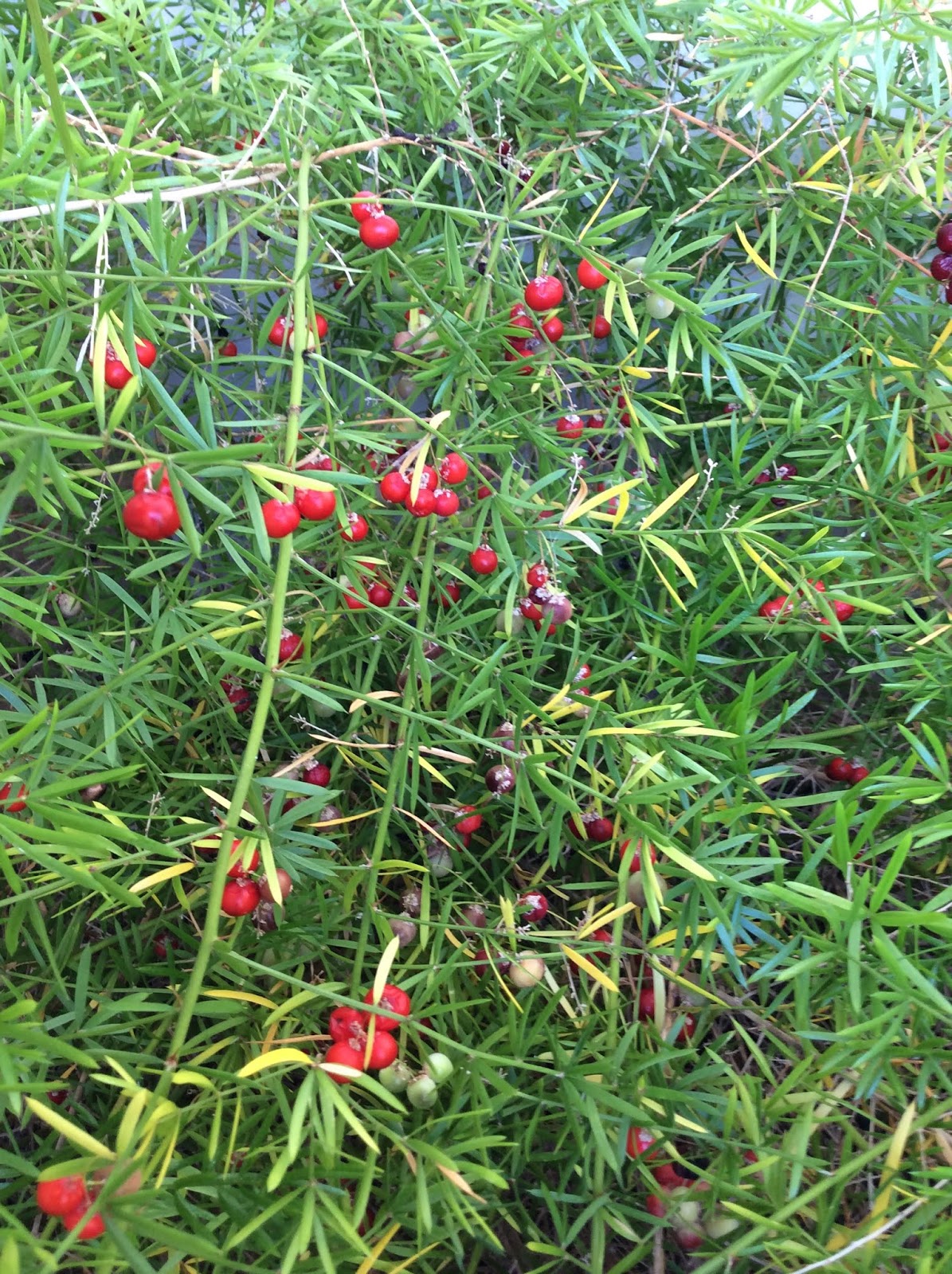 Barbados Flora & Fauna: Rice Fern (Asparagus aethiopicus)