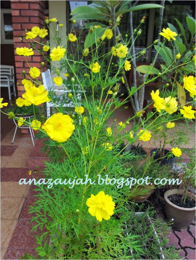 diari kebun~@na: Tanaman laman : Cosmos berbunga ikut schedule...
