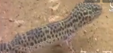 Anokha Pakistan: Most Expansive Lizard