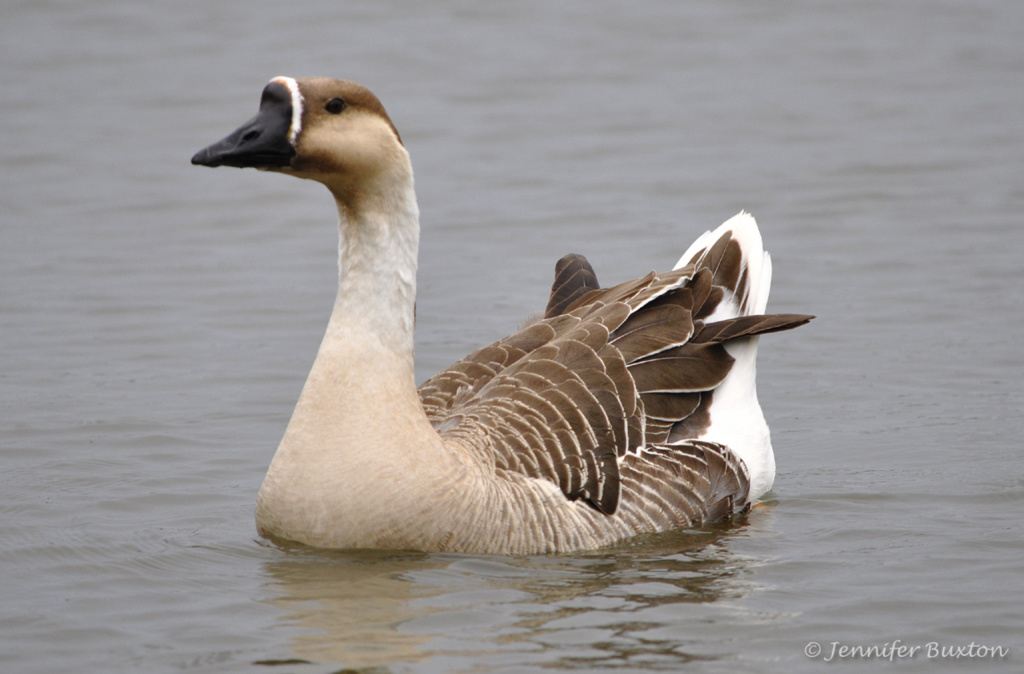 Jennifer's Photo Blog: Duck, duck, goose