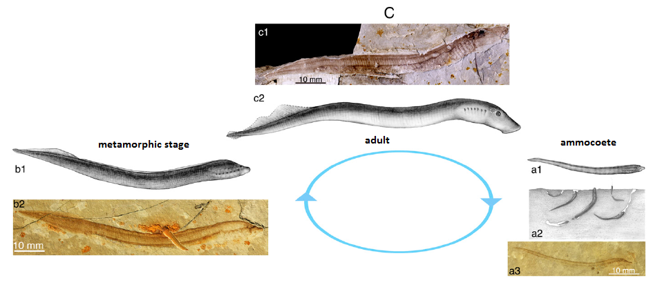 PaleoStories: Paleostoria dei Cyclostomi Parte 5: il ciclo vitale delle ...