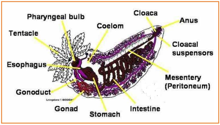 BIOLOGI GONZAGA: HOLOTHUROIDEA-TERIPANG