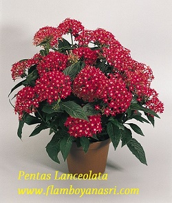 27+ Gambar Tanaman Bunga Dalam Pot - Gambar Bunga Indah