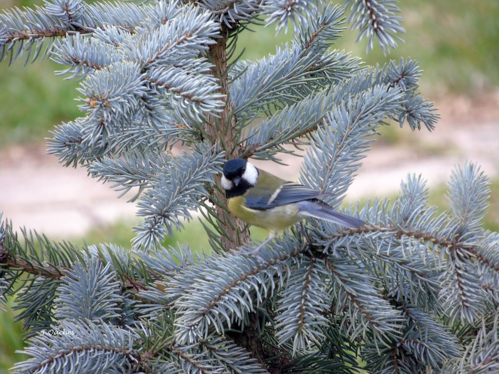 PASARI DIN ROMANIA: PITIGOI MARE, Parus major