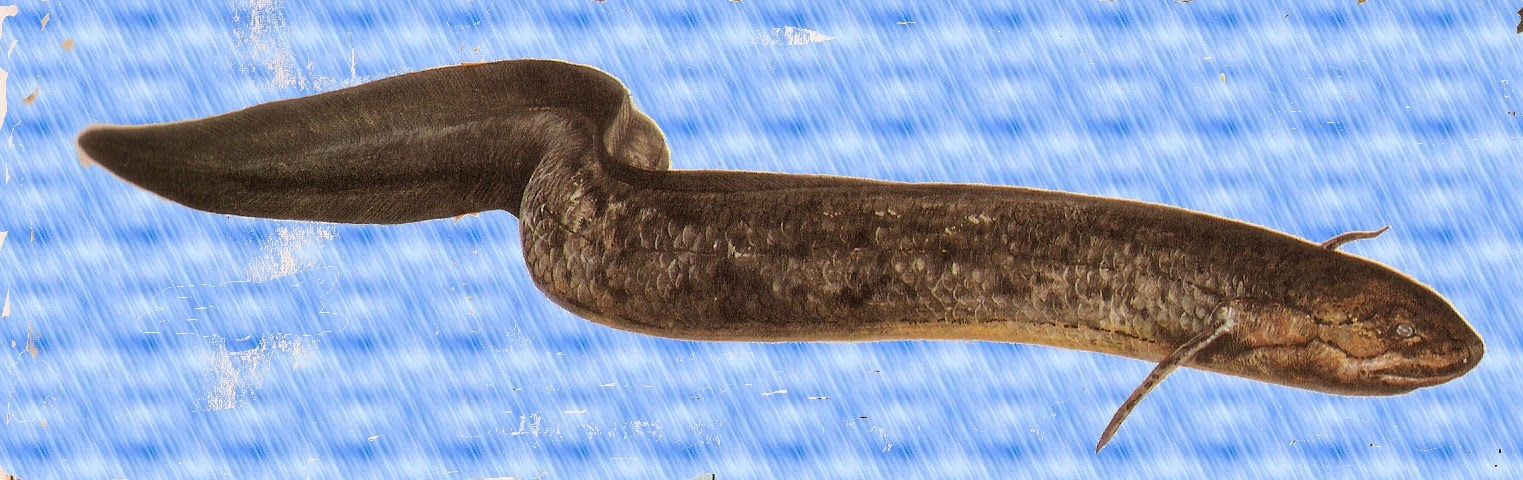 Zoológico Virtual do Koba: Piramboia