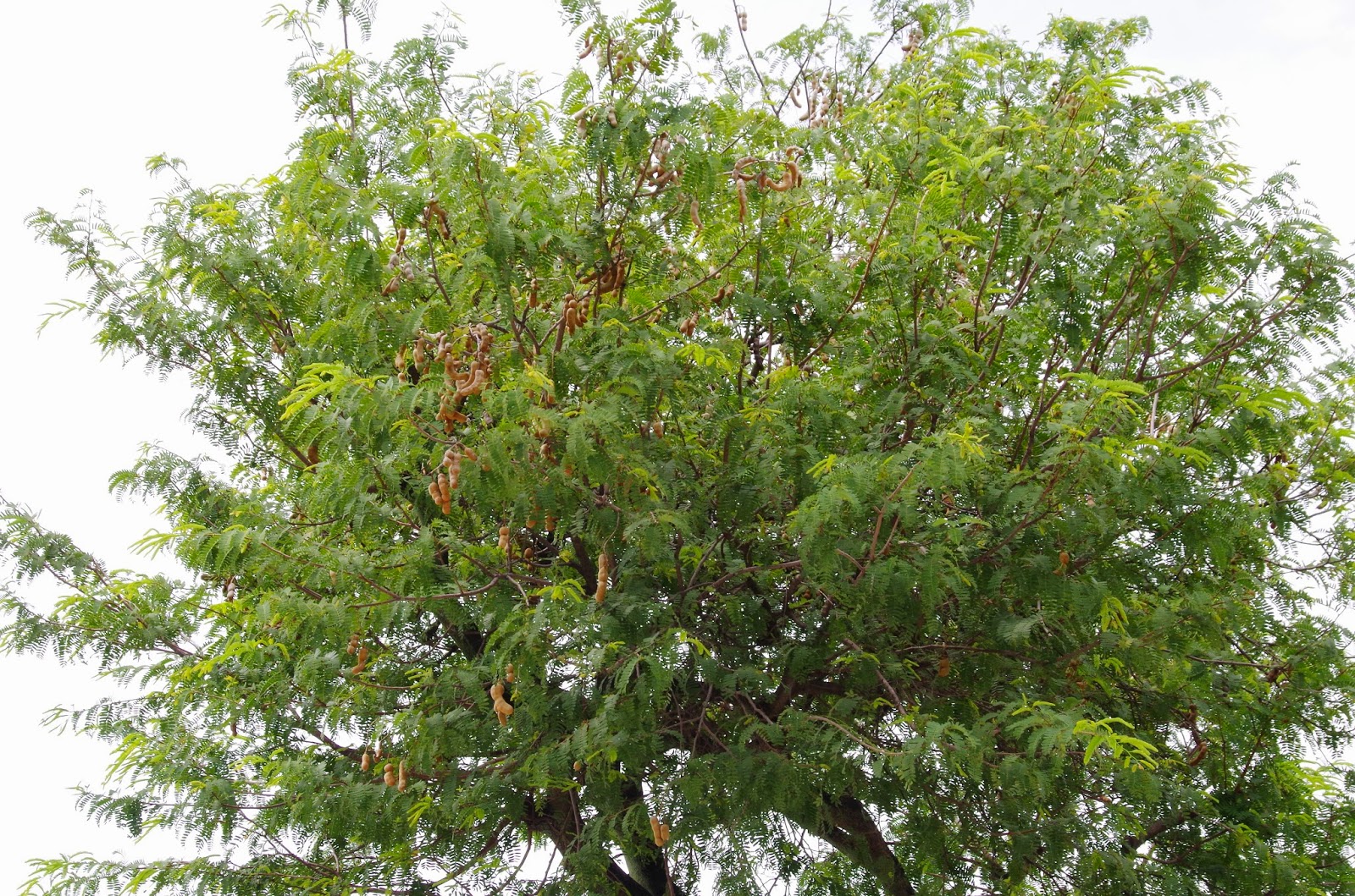 Trees and Plants: Tamarind Tree